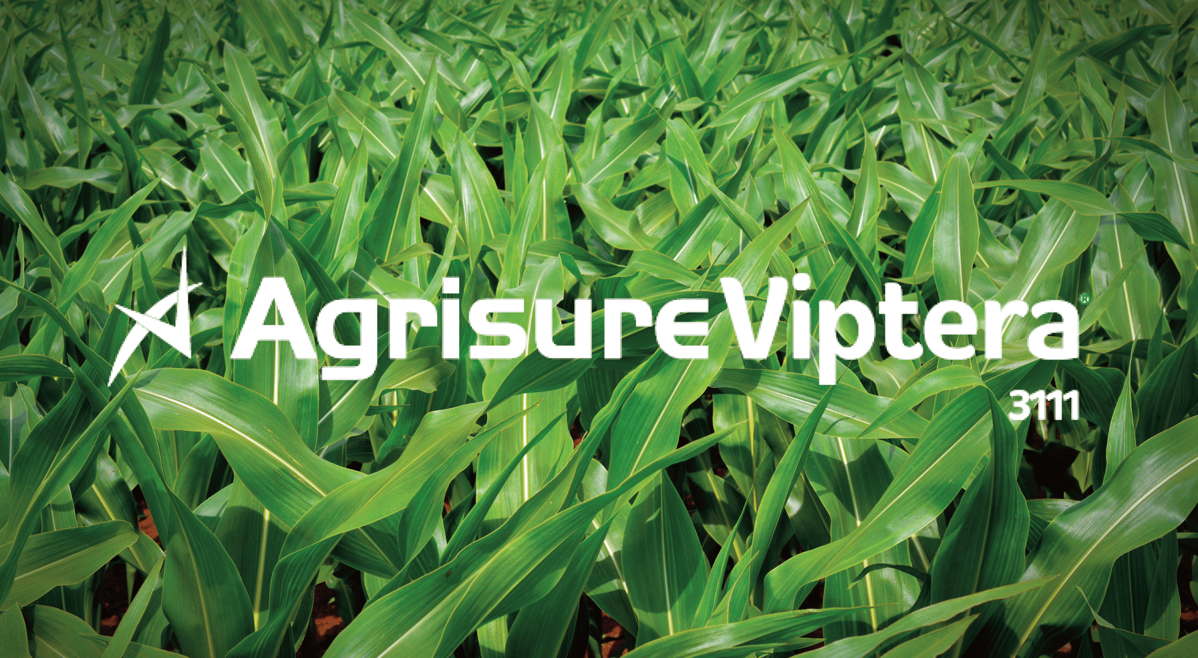 SW 8009 3110 & SW 8009 VIP3111 | Seedway