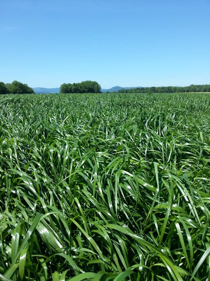 TETRAPRIME Italian Ryegrass | Seedway