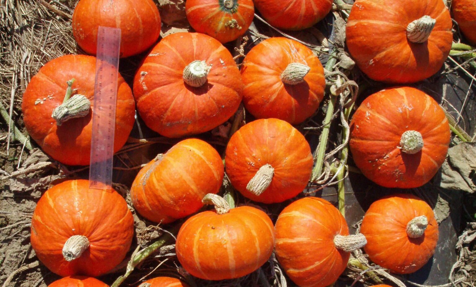 Ambermax Squash (Farmore) | Seedway