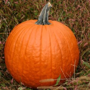 Gladiator Pumpkin (Farmore) | Seedway