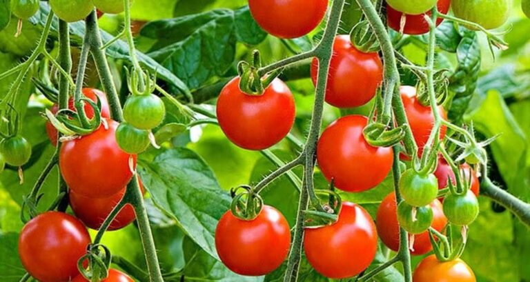 Super Sweet 100 Tomato (Not Treated) | Seedway