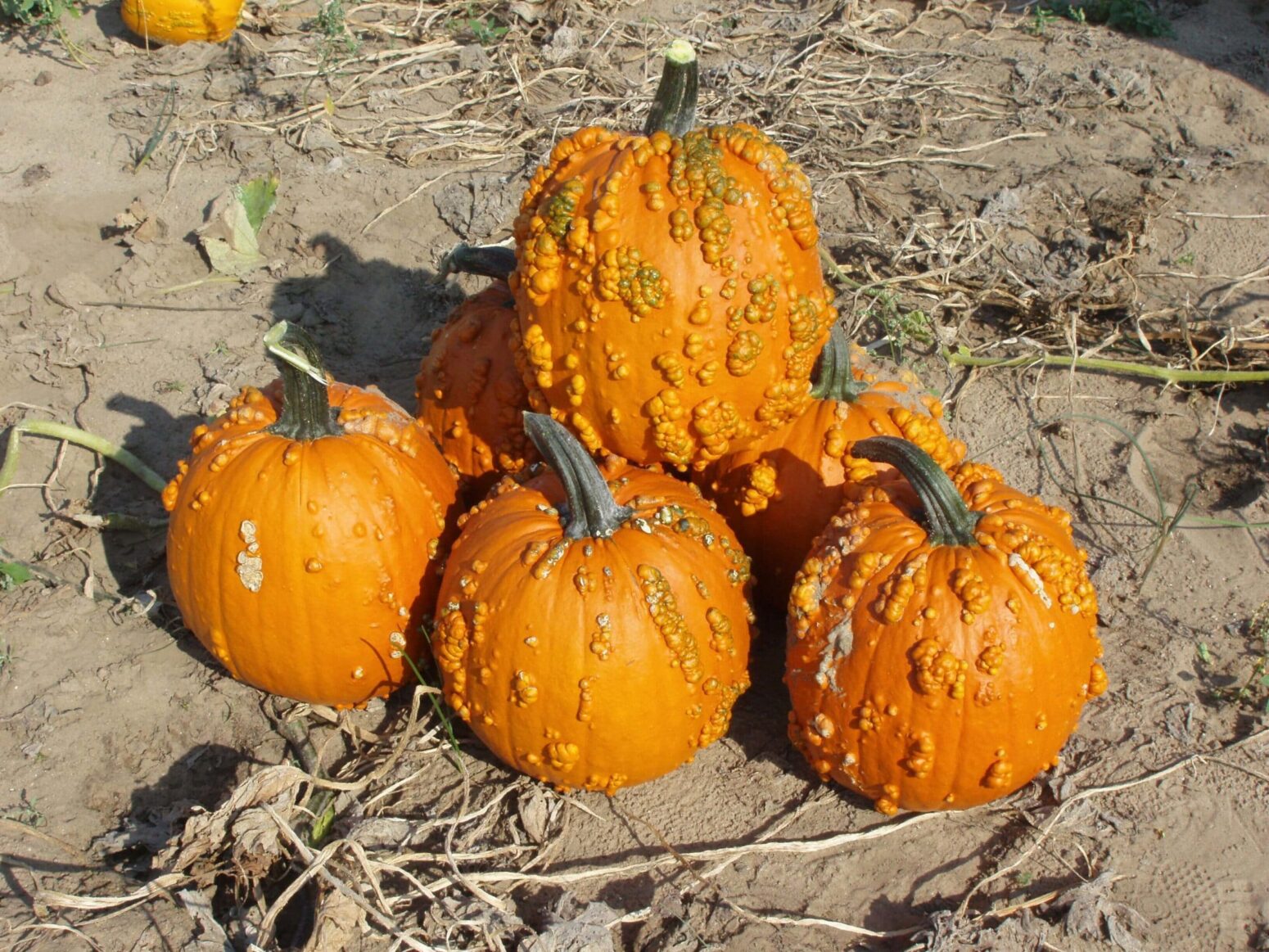Goosebumps II Pumpkin (Farmore) | Seedway