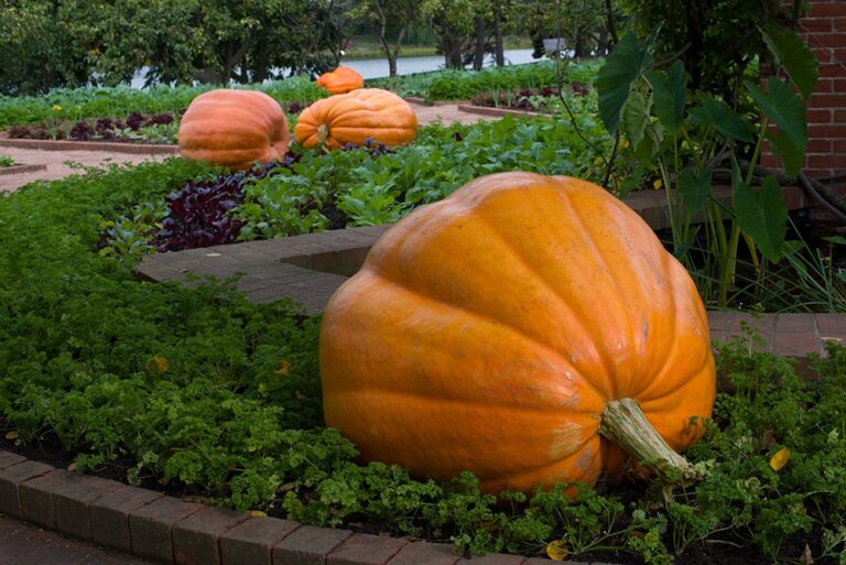 Atlantic Giant Pumpkin (Treated Seed) | Seedway