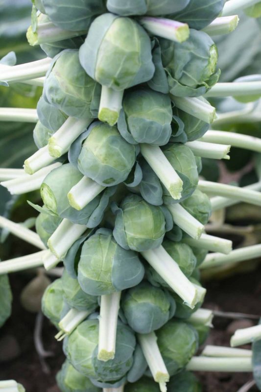 Franklin Brussels Sprouts (Treated Seed) | Seedway