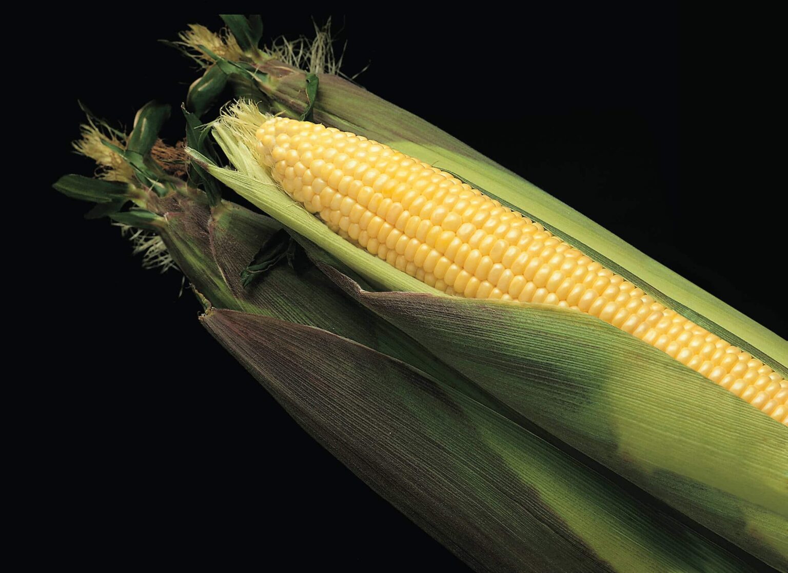 Kandy Korn Sweet Corn (Treated Seed) | Seedway