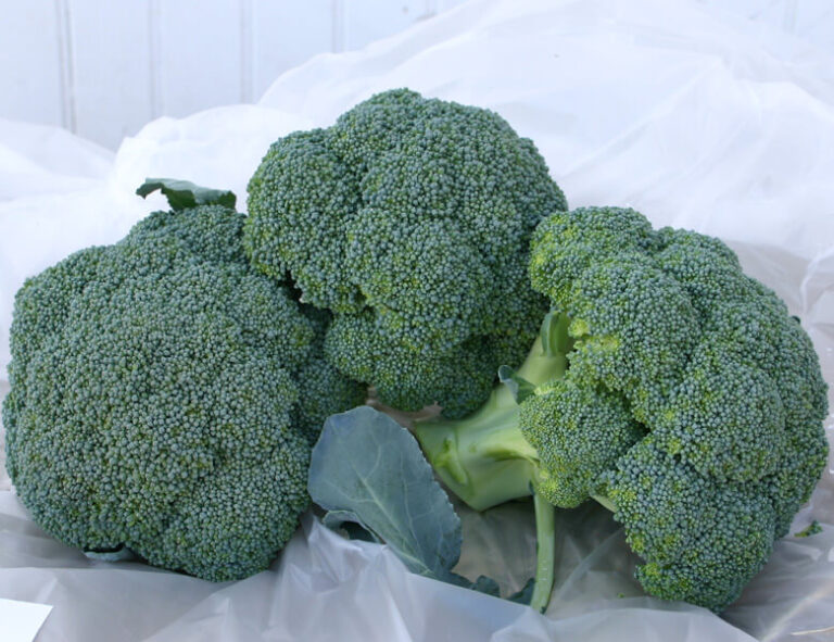 Green Magic Broccoli (Not Treated) | Seedway