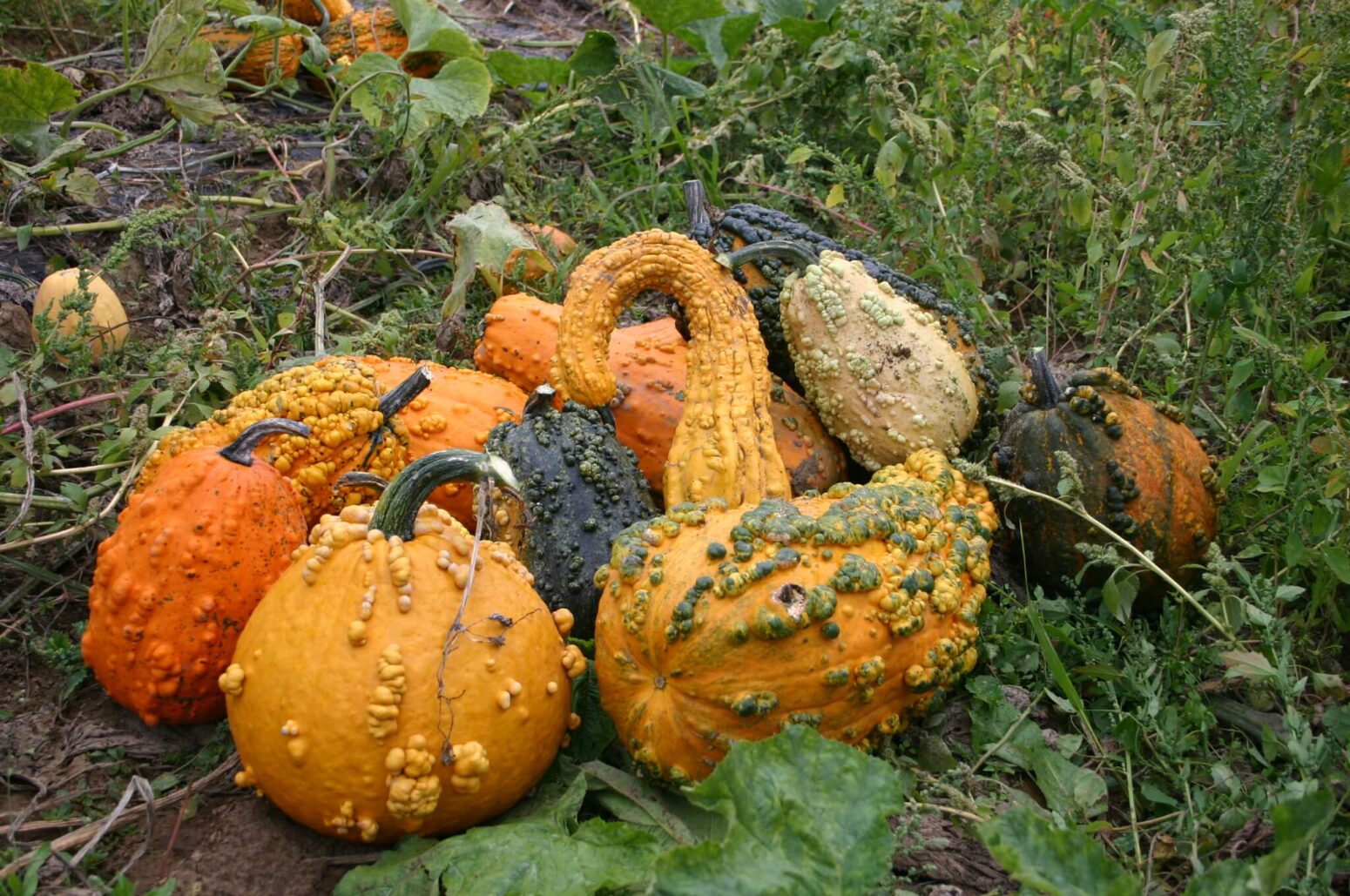 Lunch Lady Gourd Treated Seed Seedway