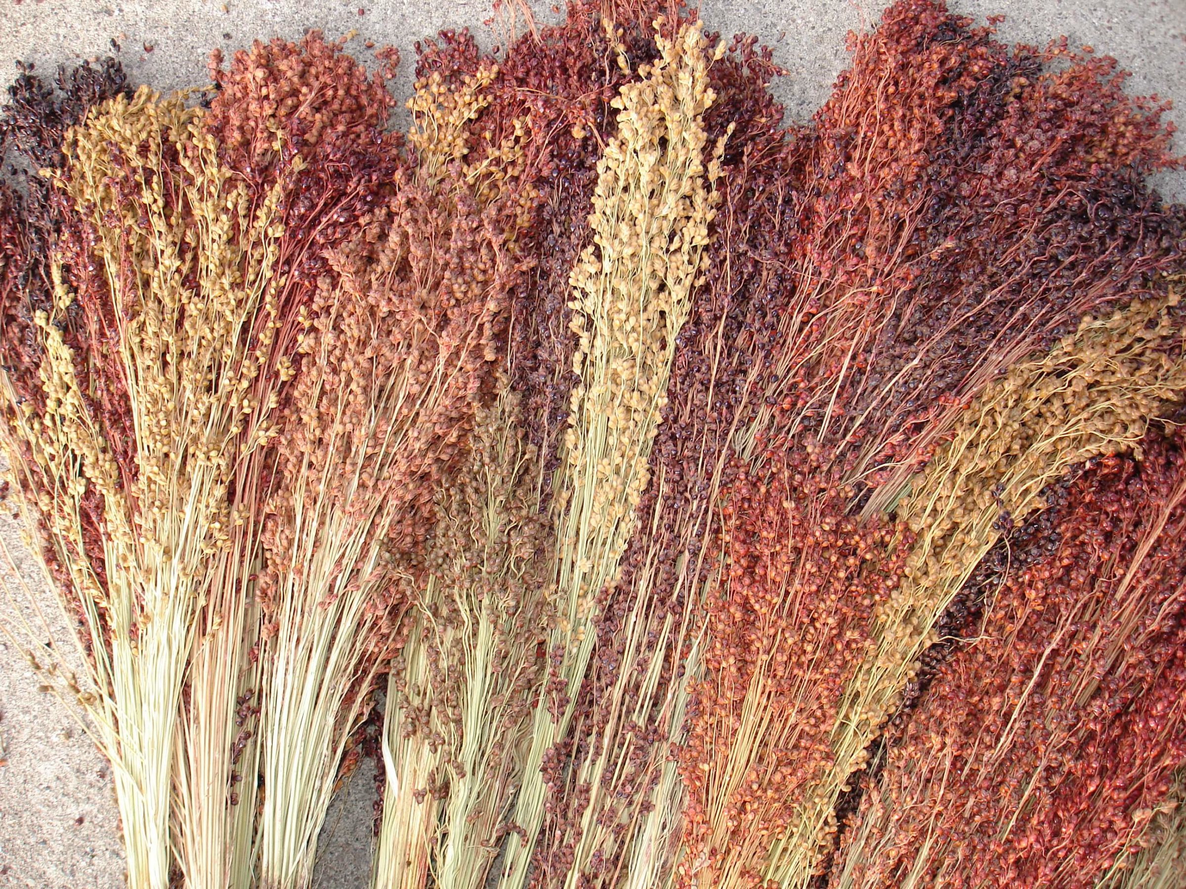 Broom Corn Mixed Colors (Not Treated) | Seedway