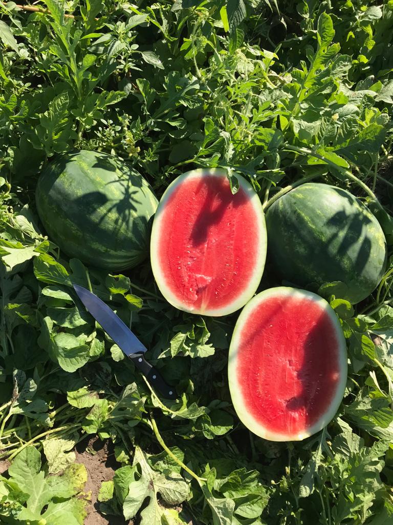 Bottle Rocket Watermelon (Treated Seed) | Seedway