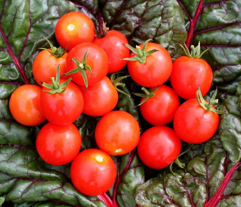 Mountain Magic Tomato (Not Treated) | Seedway