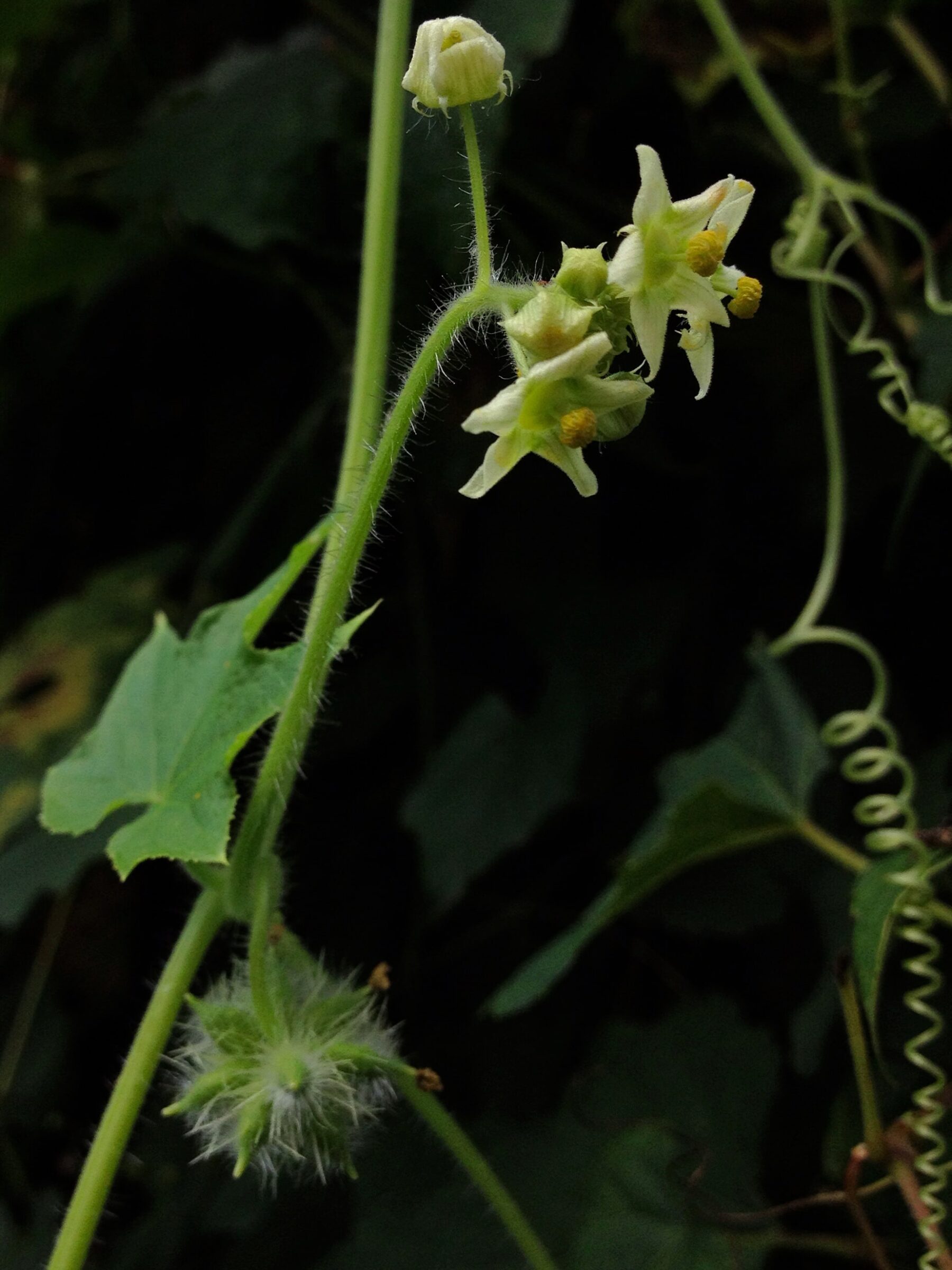 Taking Control of Bur Cucumber before it takes control of your fields ...
