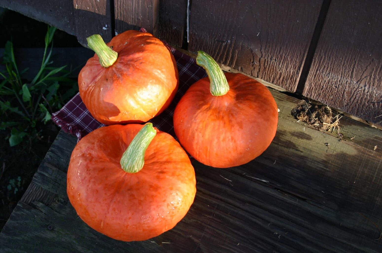 Sunshine Squash (Treated Seed) | Seedway
