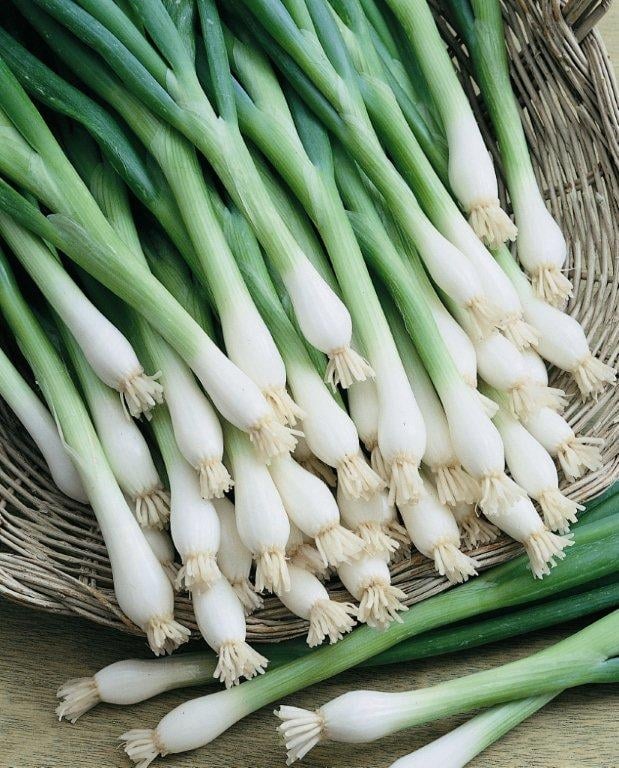 Long White Bunching (Treated Seed) | Seedway