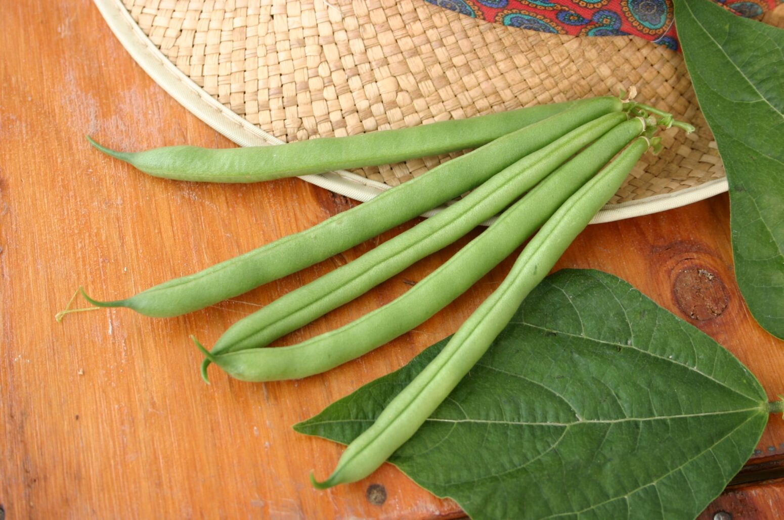 Valentino Green Pod Bush Bean (Cruiser Treated Seed) | Seedway