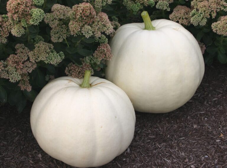 New Moon Pumpkin (Treated Seed) | Seedway