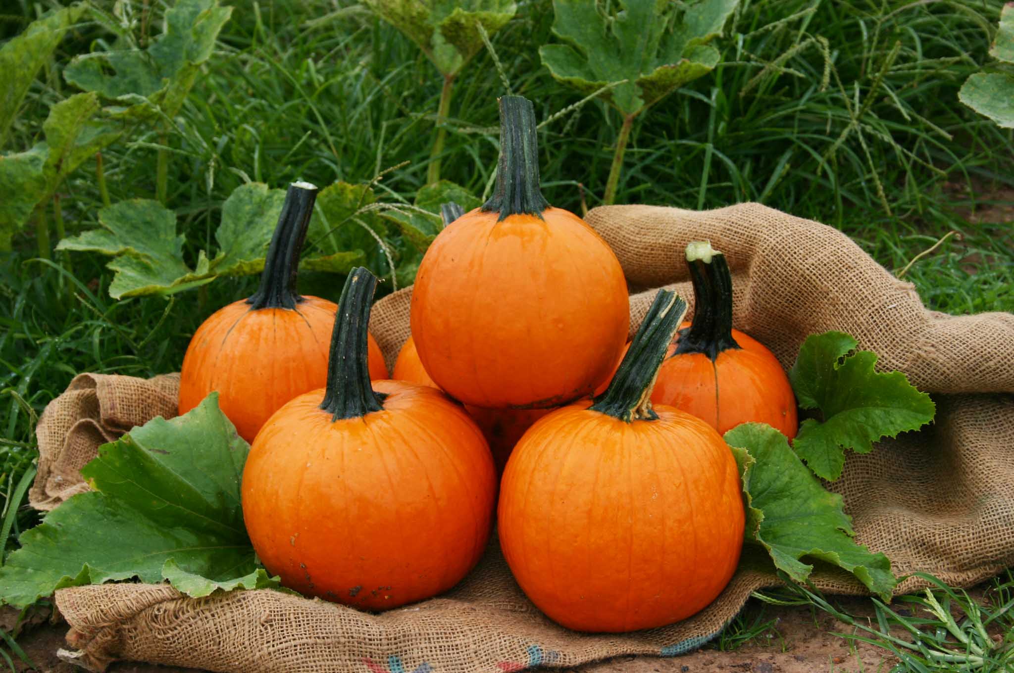 Jack Sprat Pumpkin (Farmore) | Seedway