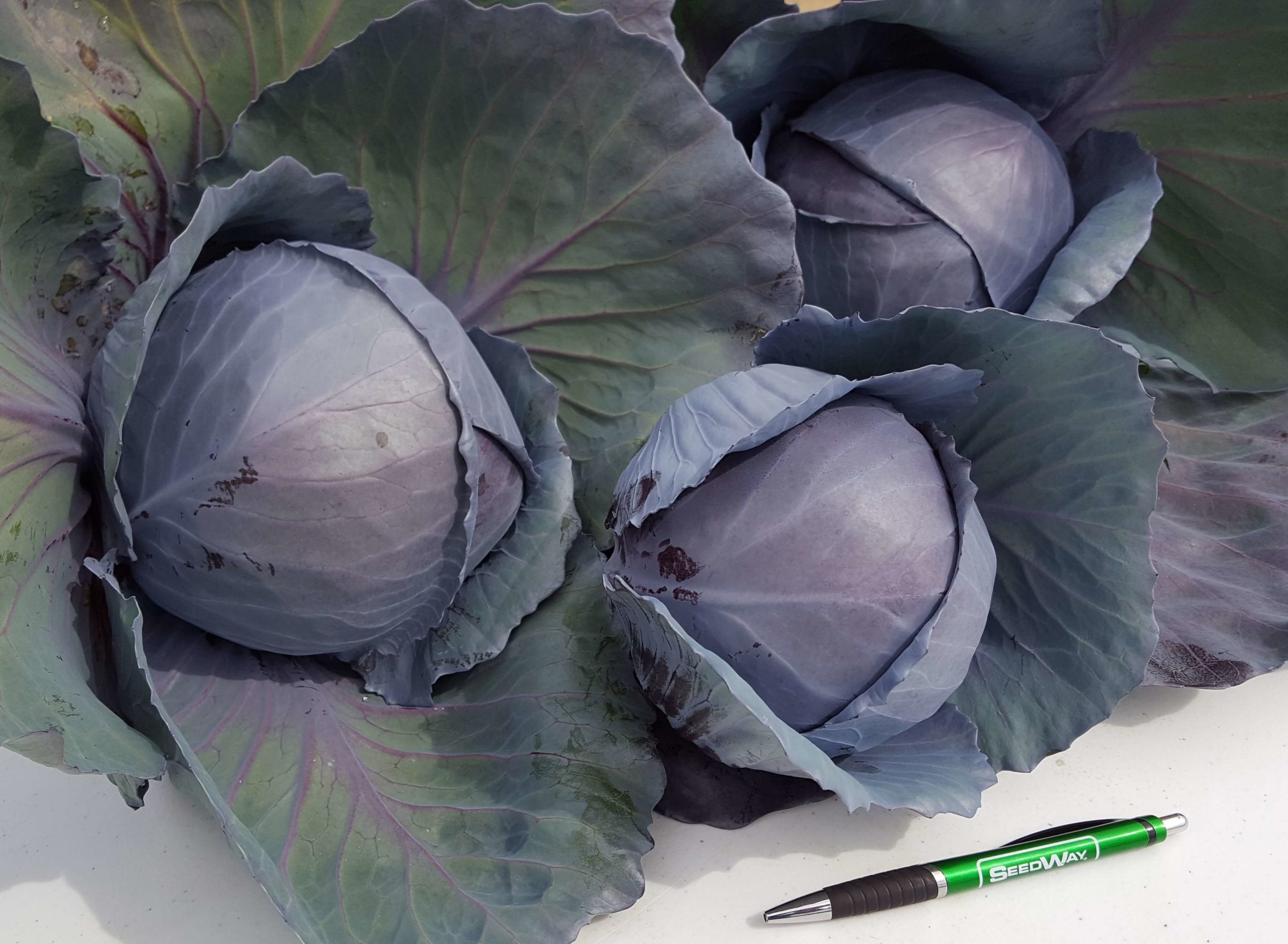 Omero Cabbage (Not Treated) | Seedway