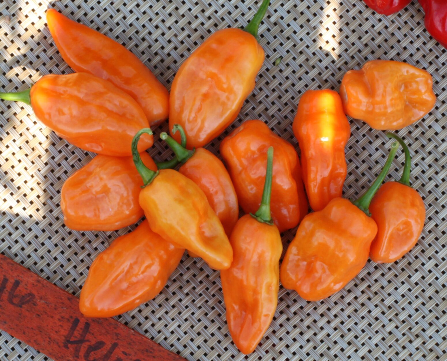 Helios Habanero Type Pepper (Not Treated) | Seedway
