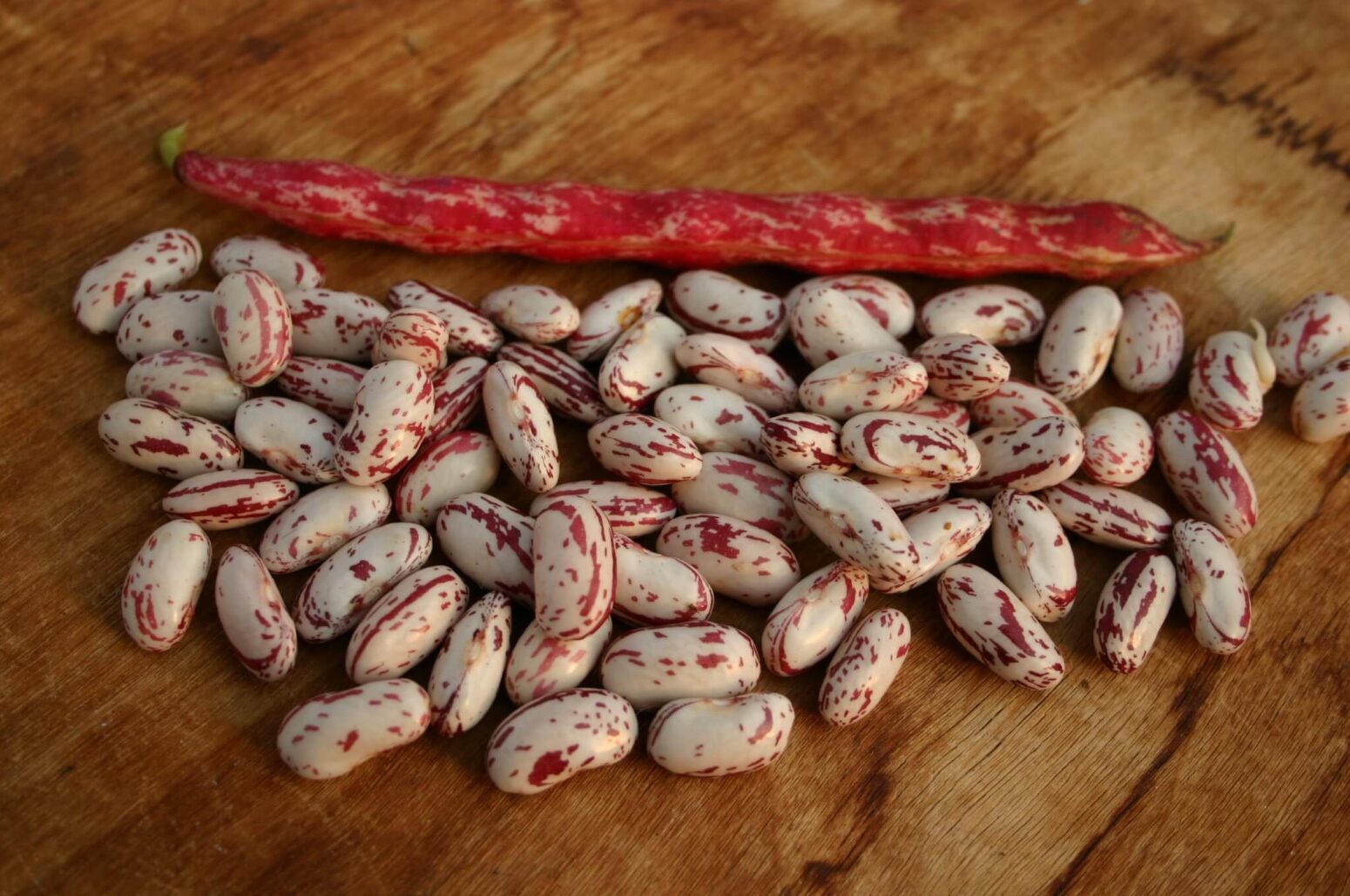 Supremo Plus Horticultural Bean (Treated Seed) | Seedway