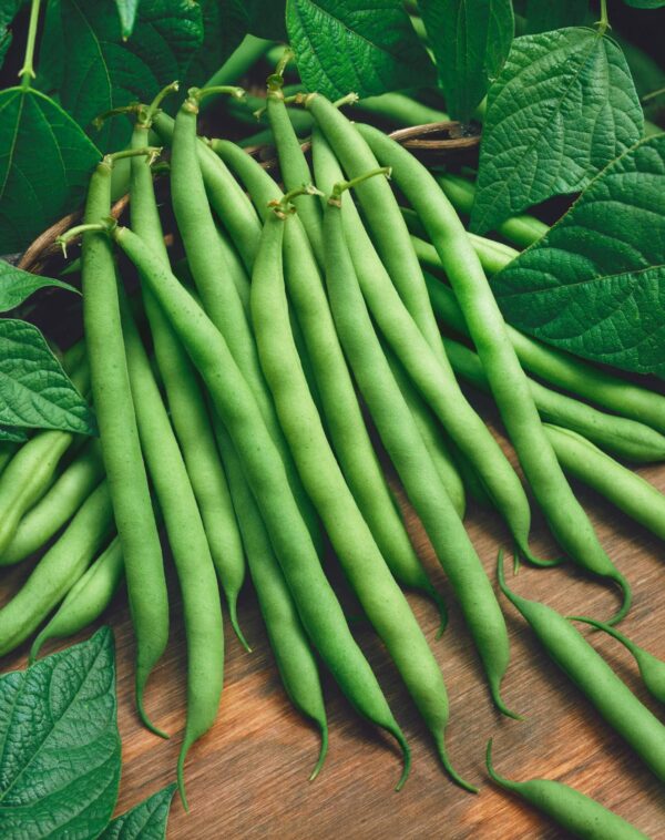 Provider Green Pod Bush Bean (Treated Seed) | Seedway