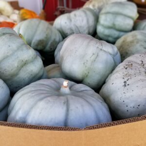 Blue Doll Pumpkin (Farmore) | Seedway