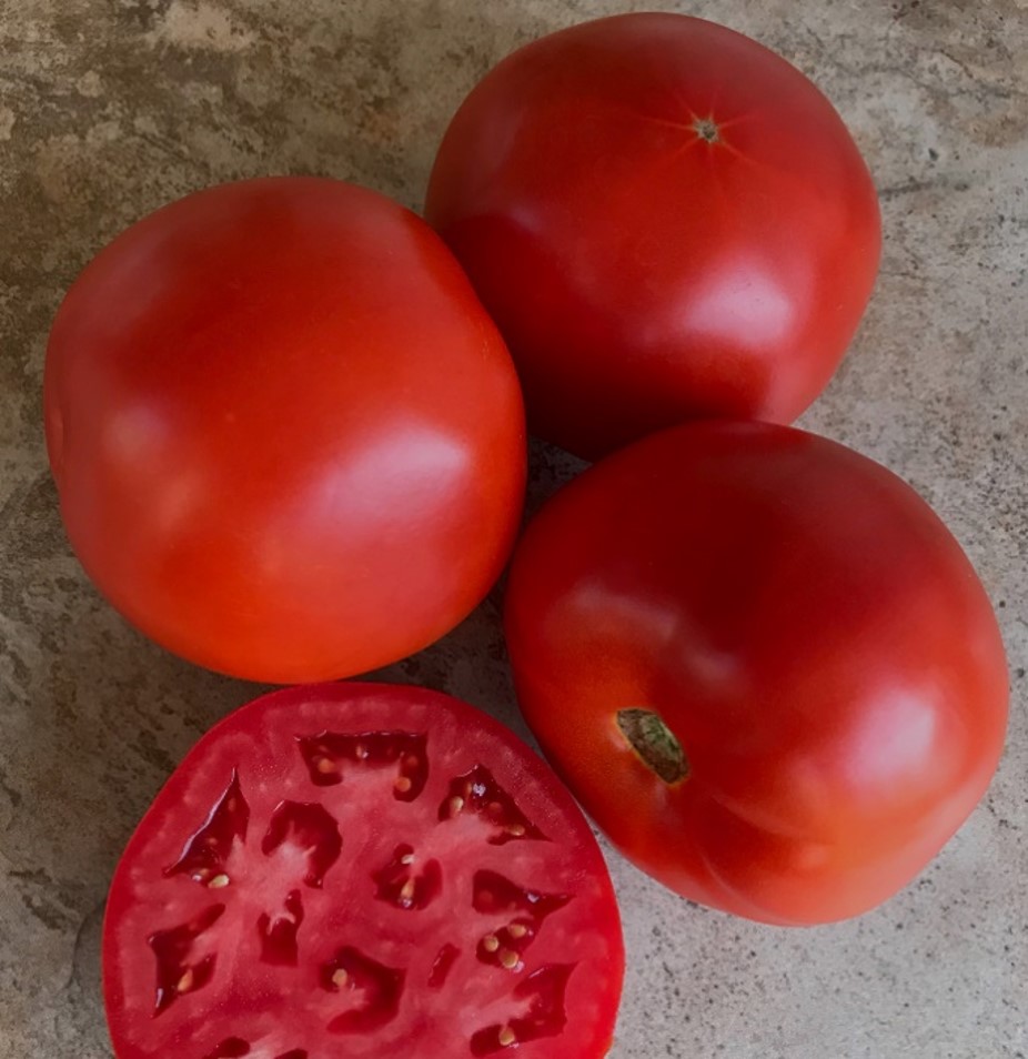 Roadster Tomato (Pelleted) | Seedway