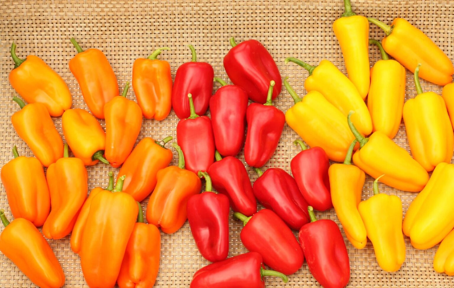 Sweetie TZ Sweet Pepper Mix (Treated Seed) | Seedway