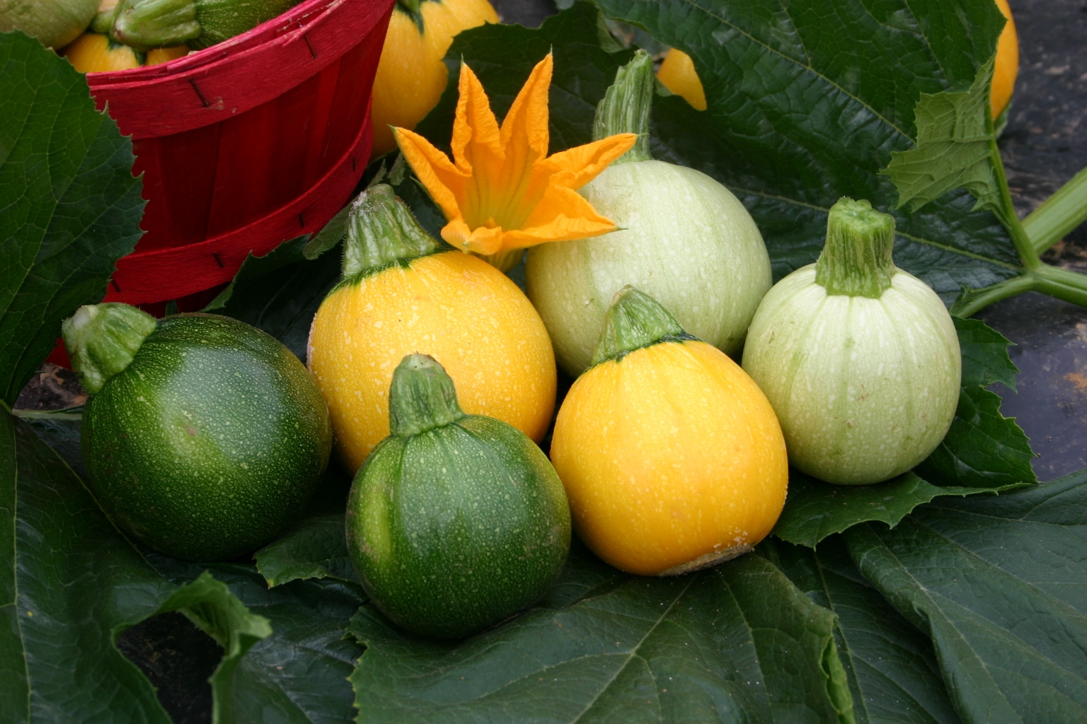 Category: Squash Specialty | Seedway