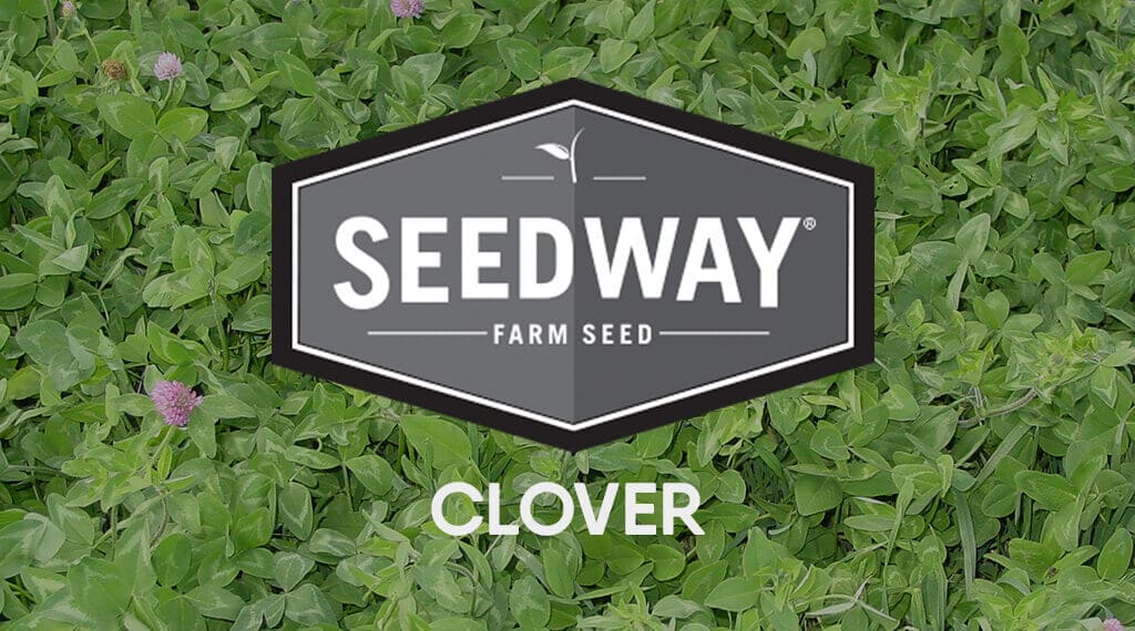 FROSTY Berseem Clover | Seedway