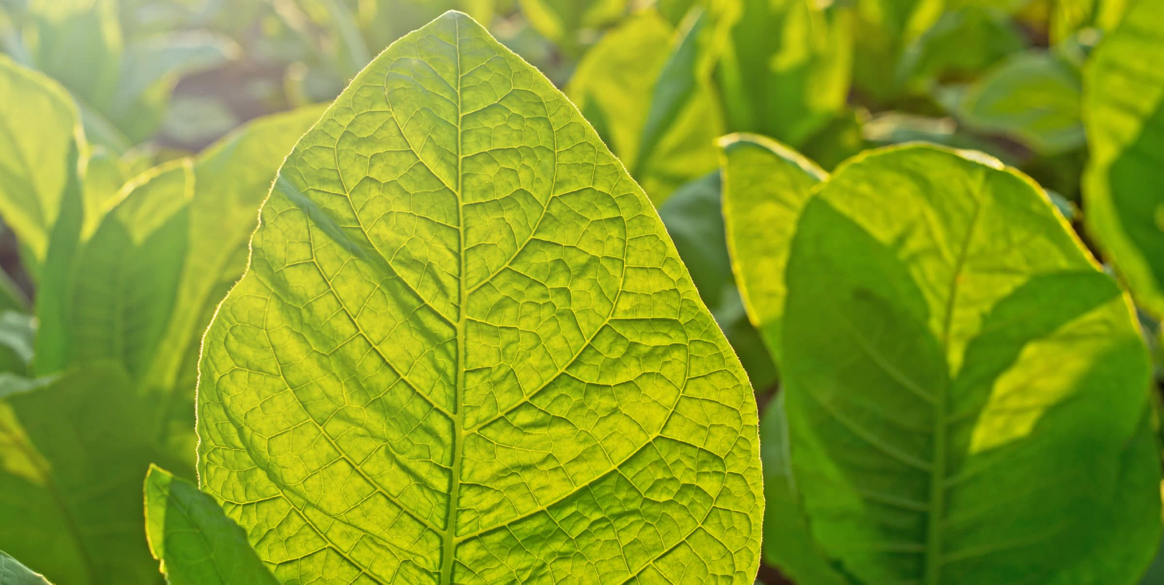 Tobacco Seed | Seedway