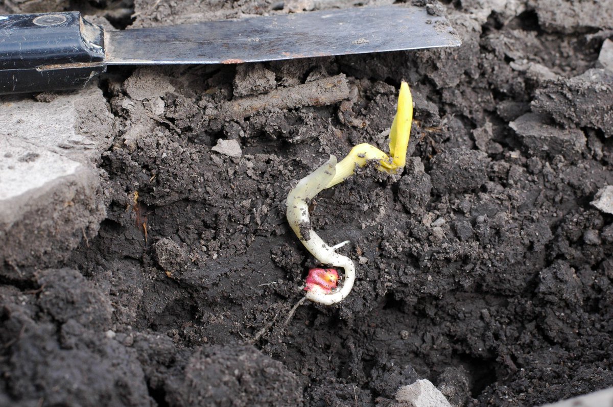 Cold Stress In Seed Corn | Seedway