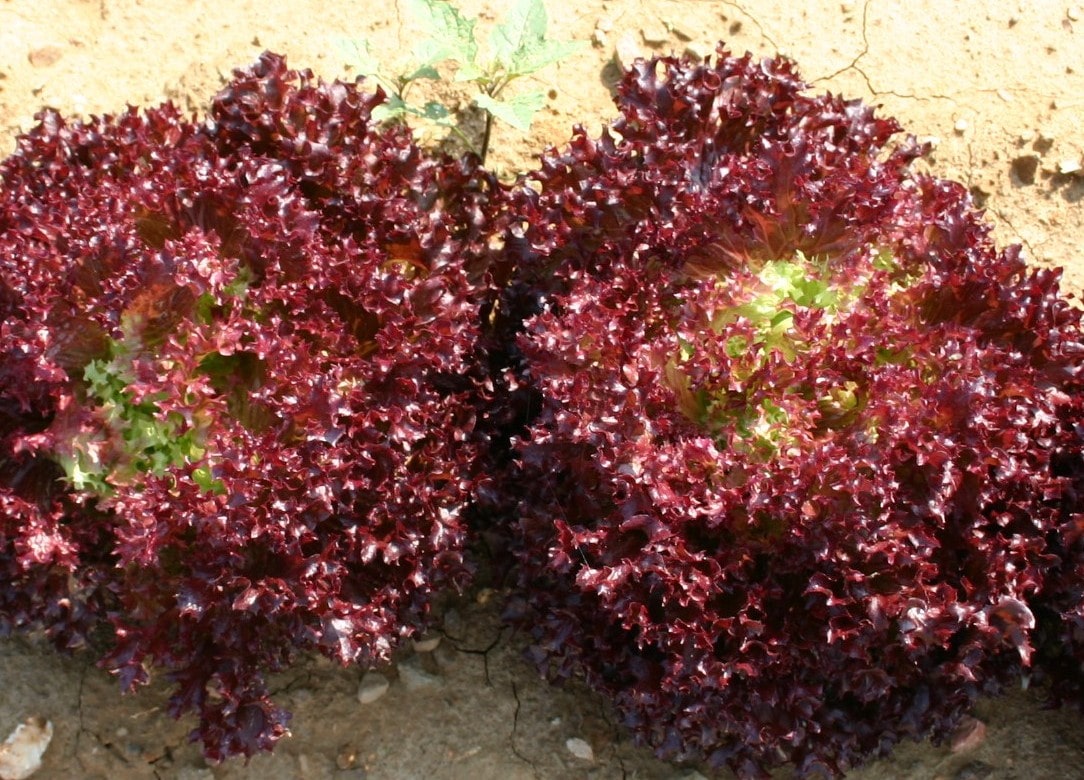 Dark Lollo Rossa Lettuce Seed (Not Treated) | Seedway