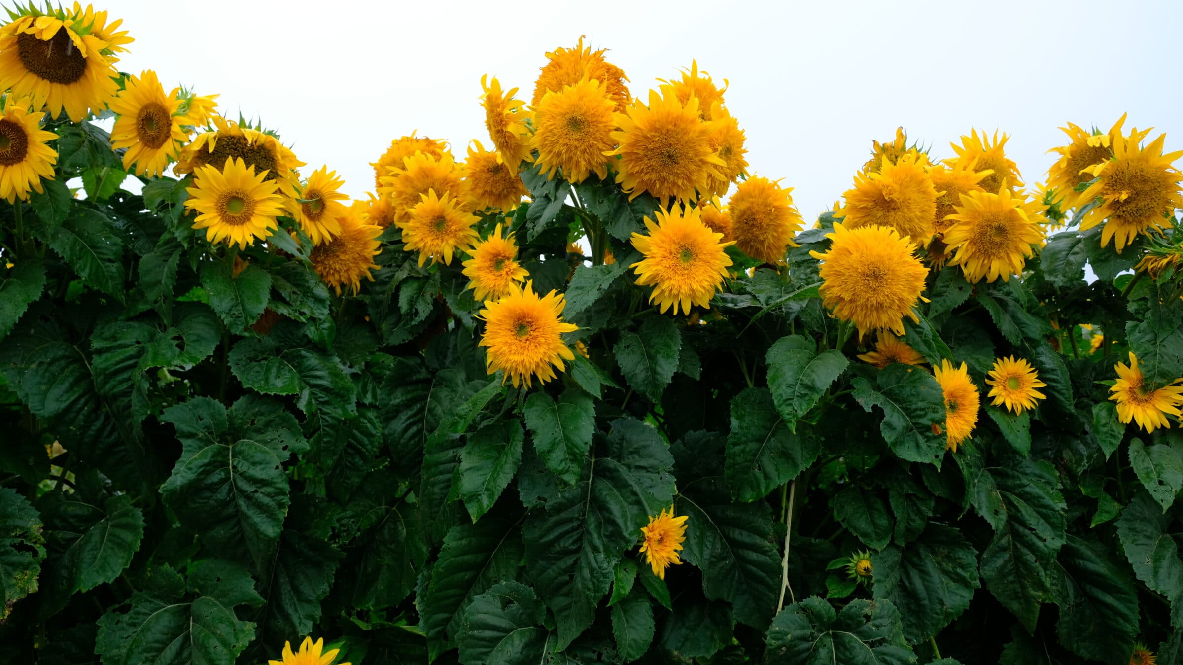 Goldy Double Sunflower (Organic) | Seedway